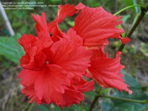 Hibiscus Red Poodle 1 By Gardnwhisperer