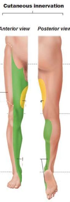 Sensory Distribution Of Lumbar Plexis Diagram Quizlet