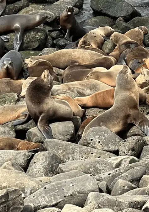 Enjoy A Day Watching The La Jolla Cove Seals And Sea Lions My Storied