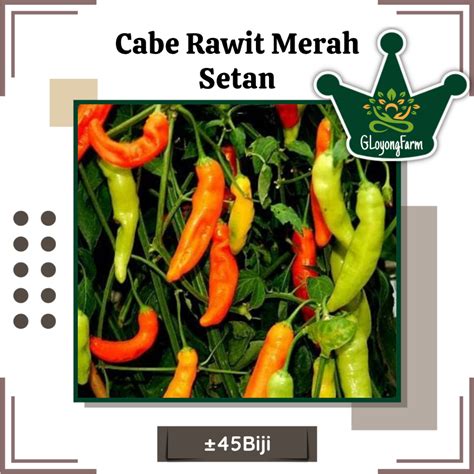 Jual Bibit Cabe Rawit Merah Setan Benih Sayuran Shopee Indonesia