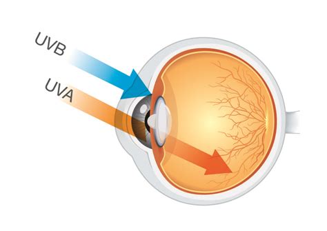 UV A Light UV B Light Can Damage Your Eyes In Stafford VA