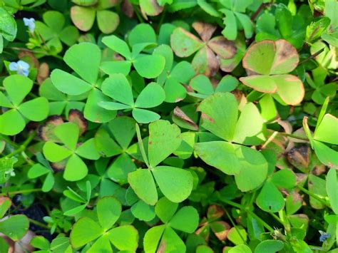 Marsilea Drummondii Aquarium