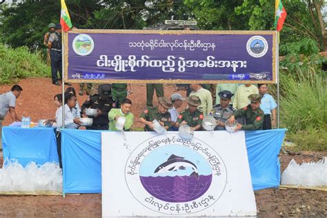 သထုံမြို့နယ် ဒုံသမိမြစ်အတွင်း ငါးသားပေါက်ကောင်ရေ နှစ်သိန်း ငါးမျိုးစိုက