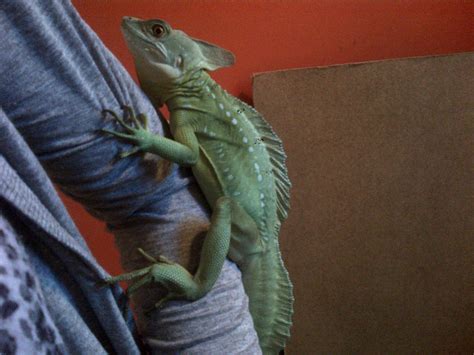 Basilisk Size Reptile Forums