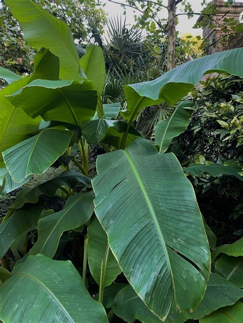 Пальма Джунгли Растение Jungle Plant