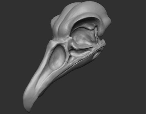 Free Obj File Bird Skull 🐦・3d Print Model To Download・cults