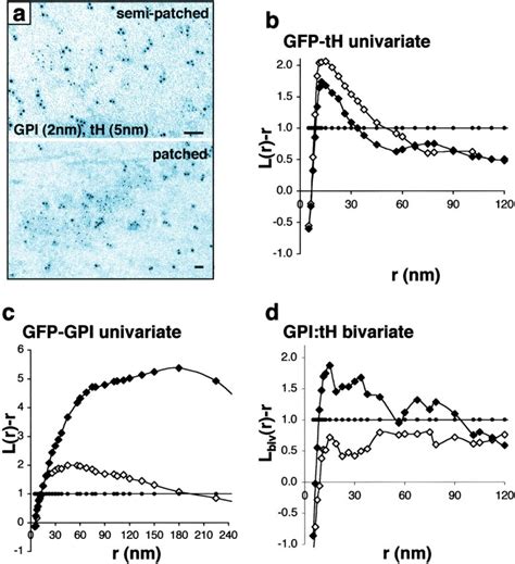 Analysis Of Inner And Outer Leaflet Lipid Raft Markers A