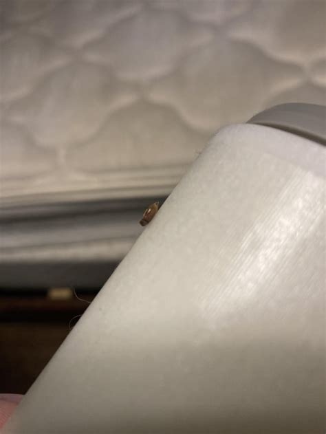 Is This A Flea Rwhatsthisbug