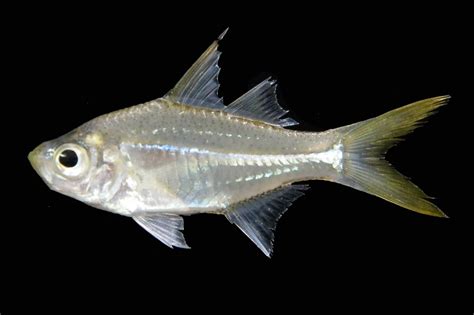 Ambassidae Alchetron The Free Social Encyclopedia