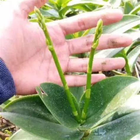 Jual Hidup Anggrek Dendrobium Dewasa Anggrek Random New Terlaris Shopee Indonesia