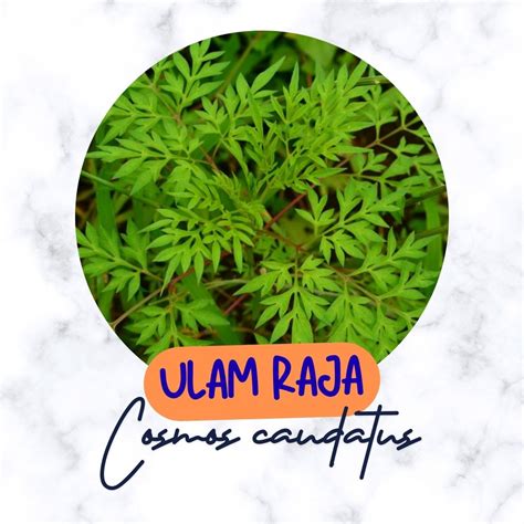 Ulam Raja Cosmos Caudatus Sumber Fitokimia Tropika Untuk Kesihatan