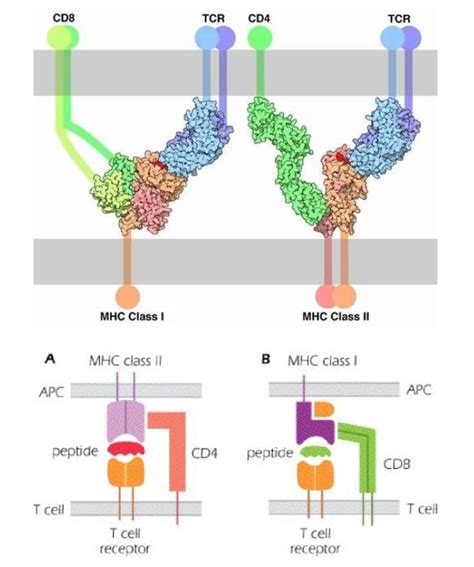 一文读懂mhc多肽复合体：免疫系统调控的关键角色 知乎