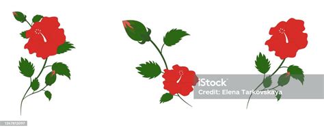 흰색 배경에 녹색 잎과 싹이있는 붉은 히비스커스 꽃 세트 장식 및 디자인에 대한 벡터 일러스트레이션 격리된 개체 0명에 대한 스톡 벡터 아트 및 기타 이미지 Istock