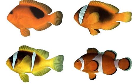 Evolution Of Clownfish Stripe Patterns