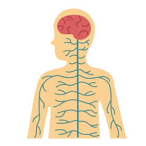 Premium Vector Nervous System Icon Clipart Avatar Logtotype Isolated Vector Illustration