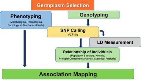 Association Mapping Stages With Basic Steps Download Scientific Diagram