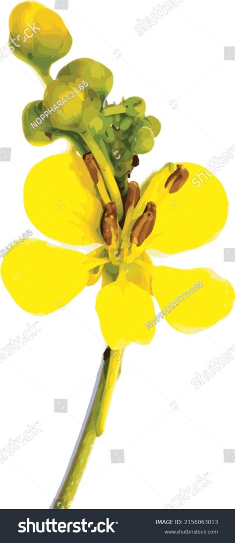 Abstract Cassod Tree Senna Siamea Color Stock Illustration 2156063013