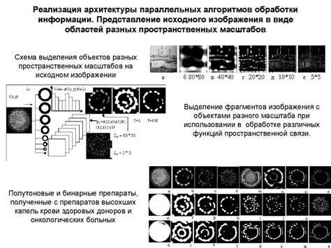 Динамика нейроподобных систем презентация онлайн