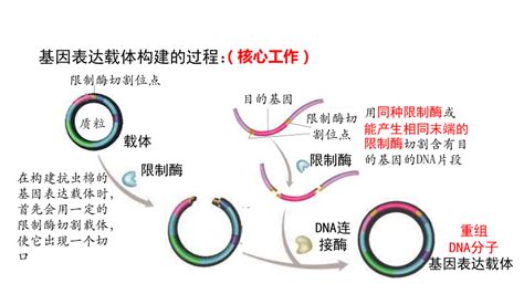 3 2基因工程的基本操作程序（第二课时）课件 共40张ppt 2024 2025学年人教版（2019）高中生物学选择性必修3 21世纪教育网 二一教育