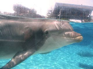San Diego Seaworld Dont Be A Salmon