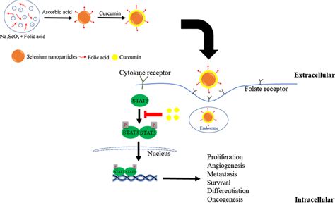 Schematic Illustration Of The Synthesis Of Fa Secur Nps And Their