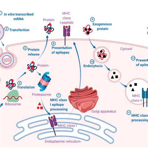 structure of in vitro transcribed ivt mrna and commonly used