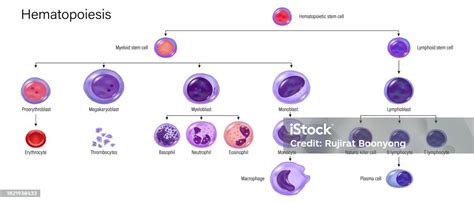 Hematopoiesis Eritrosit Trombosit Basofil Neutrofil Eosinofil Monosit
