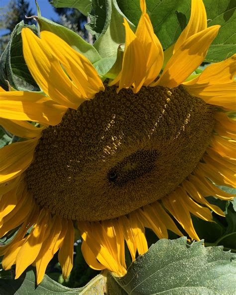 Frequency Distributions And Graphs Mathematics For Elementary