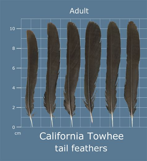 The Feather Atlas Feather Identification And Scans Us Fish And