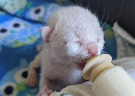 What To Do If You Find Stray Kittens The Humane Society For Tacoma