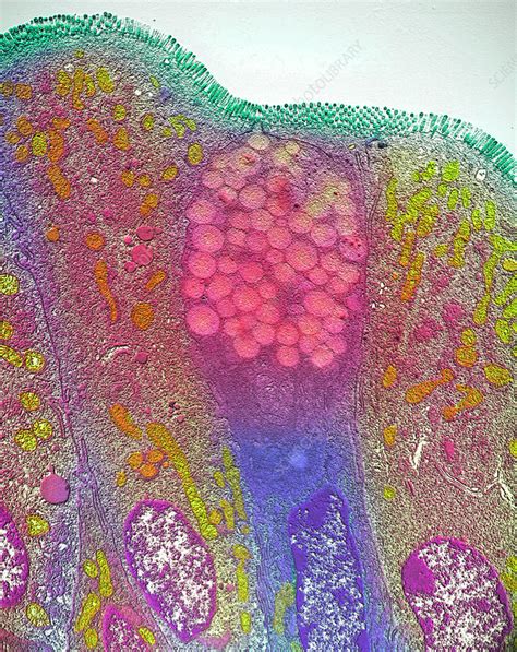 Goblet Cells Stock Image P Science Photo Library