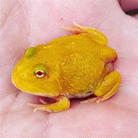 Albino Pacman Frog