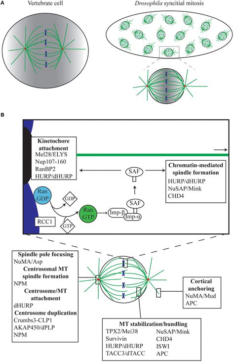 The Nuclear Transport Cycle During Nuclear Import Importins In The