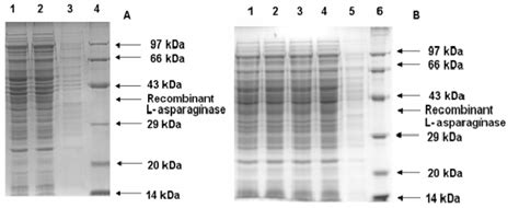 Figure 2 From Production And Characterization Of Novel Glutaminase Free Recombinant L