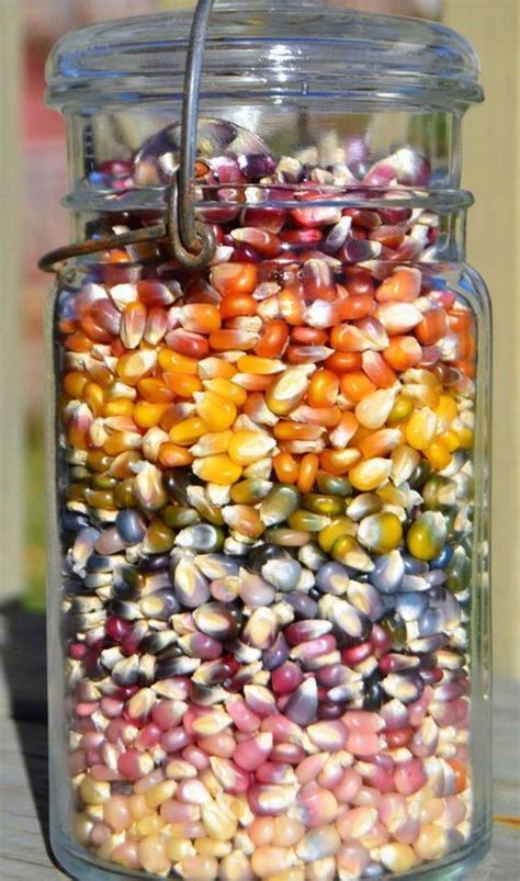 What You Need To Know About The Rainbow Corn Everyone Is Obsessed With