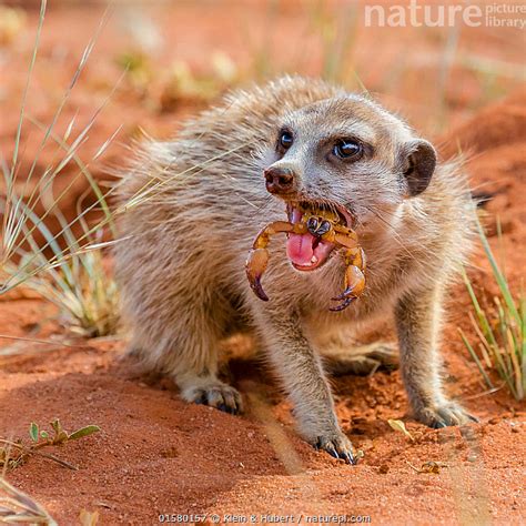 Meerkats Eating