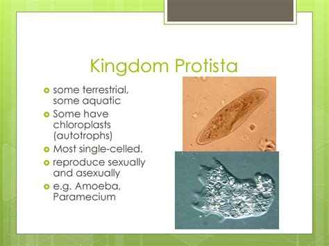 6 Kingdoms Of Life On Earth Ppt Download