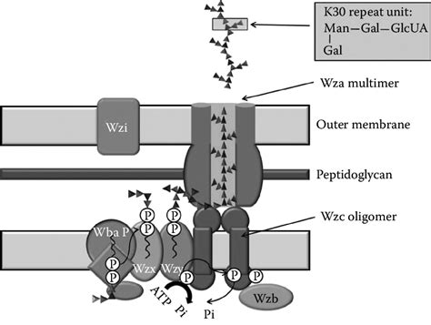 2 Overview Of Different Proteins Required For Capsular Polysaccharide Download Scientific