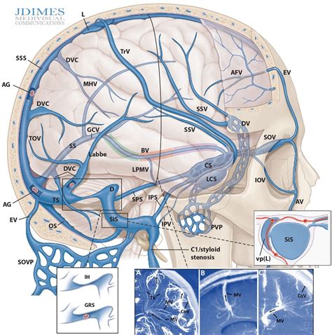 Anatomy Of Venous System