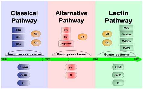 Ijms Free Full Text The Lectin Pathway Of The Complement System