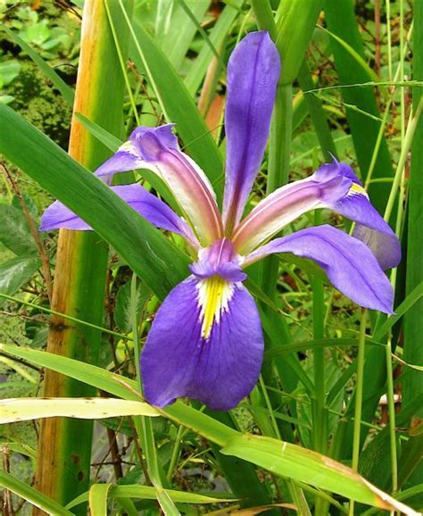 Purple Flag Iris Florida Flowers Beautiful Flowers Wild Flowers