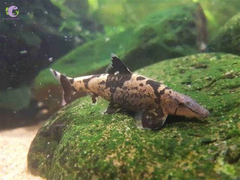 Cá Thằn Lằn Đỏ Thủy Sinh Tím