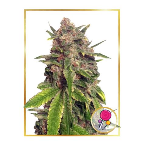 Mr Big Candy Cannabisos Seeds Cannabis Seeds Tobacco Products