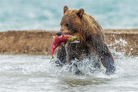 Anadromous Fisheries — 5 Minutes For Fish