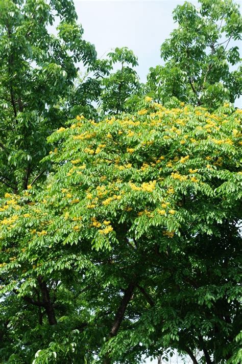 OUR PHILIPPINE TREES A Carpet Of Yellow