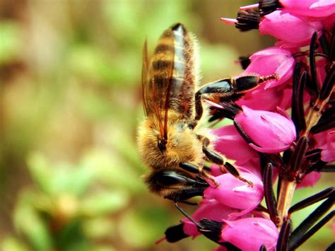 Free Picture Bee Flower Insect