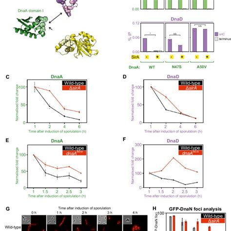 Dnad Activities And Interactions During Dna Replication Initiation At