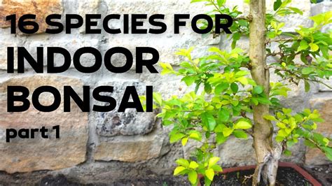 16 Tree Species For Indoor Bonsai Part 1 Youtube