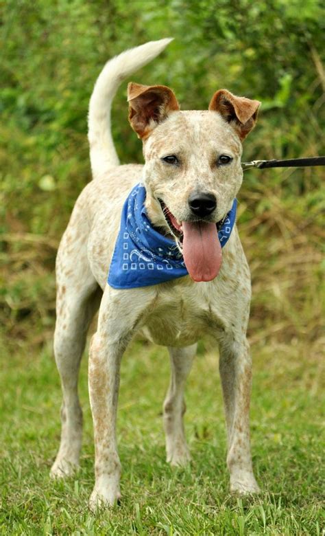 Pitbull Red Heeler Mix