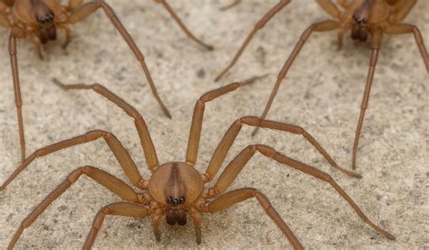 How To Get Rid Of Brown Recluse Spiders Safe And Easy Tips